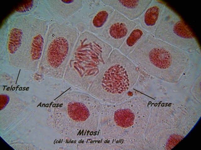 Fases De La Mitosis Bajo El Microscopio Etiquetadas La Célula. 8.